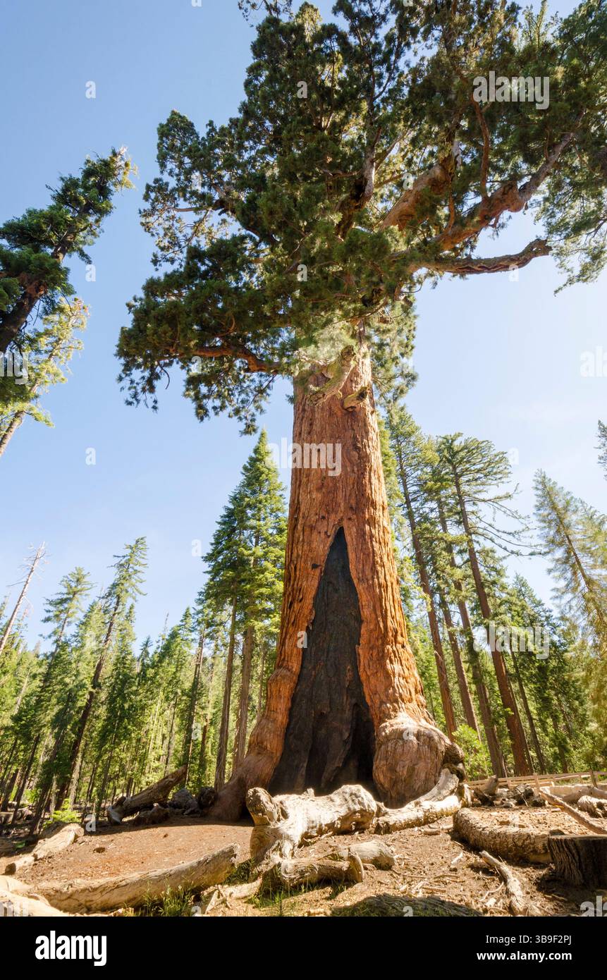Sequoia Wawona Tunnel Tree Stock Photo - Alamy