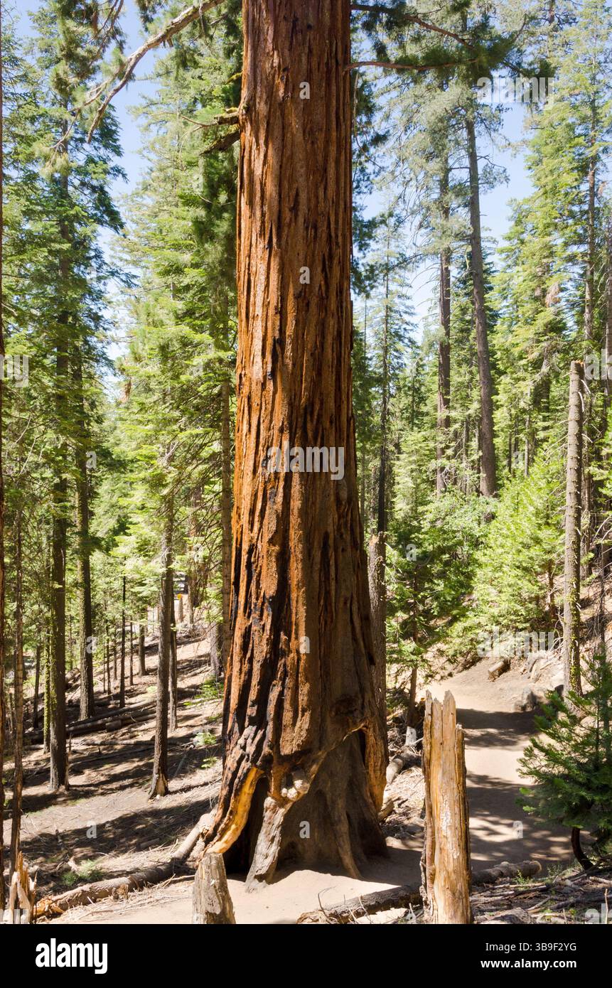 Mighty trunk of a Sequoia Stock Photo - Alamy