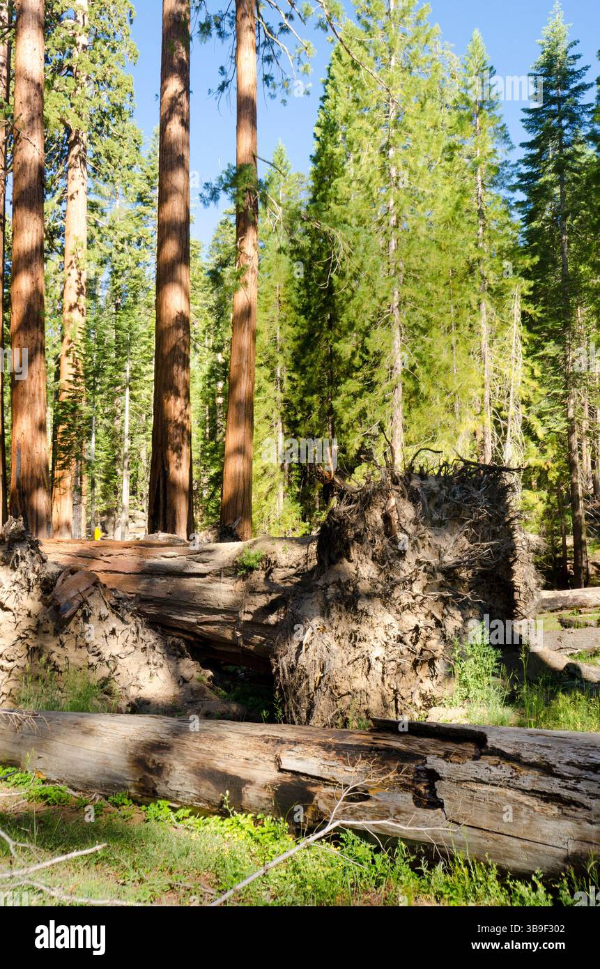 Dead and living sequoias in mariposa grove hi-res stock photography and ...