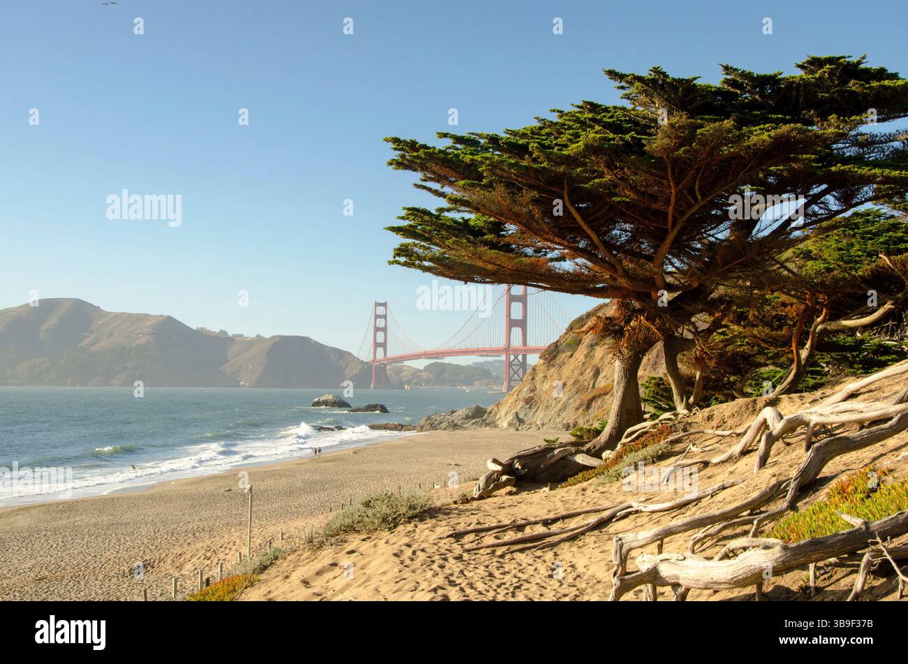 Pacific Ocean, Cypress and Golden Gate Bridge Stock Photo - Alamy
