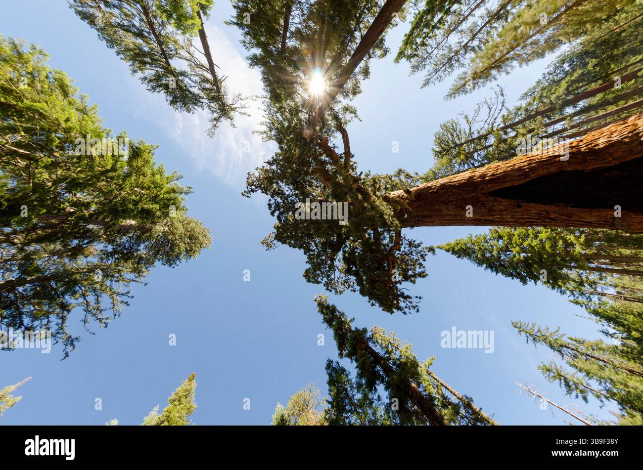 Fisheye view of sequoias treetops hi-res stock photography and images ...