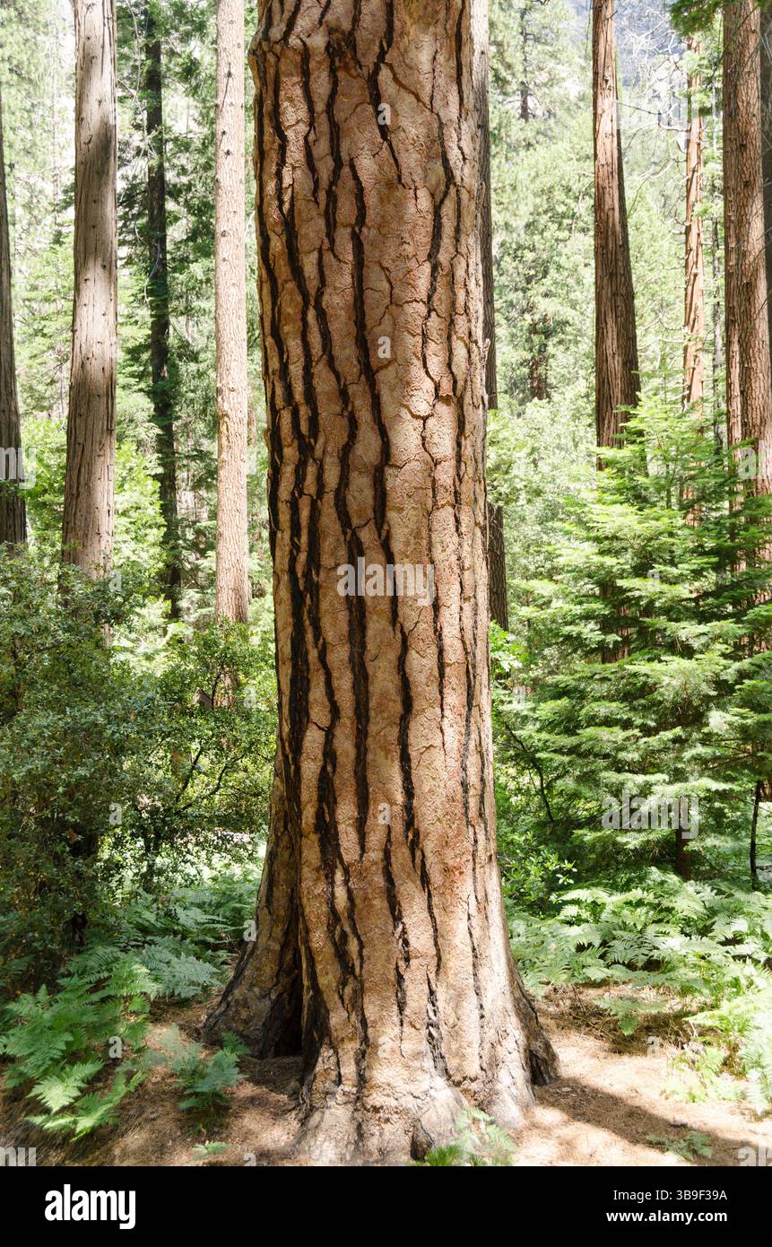 Trunk of a conifer in Yosemite National Park Stock Photo - Alamy
