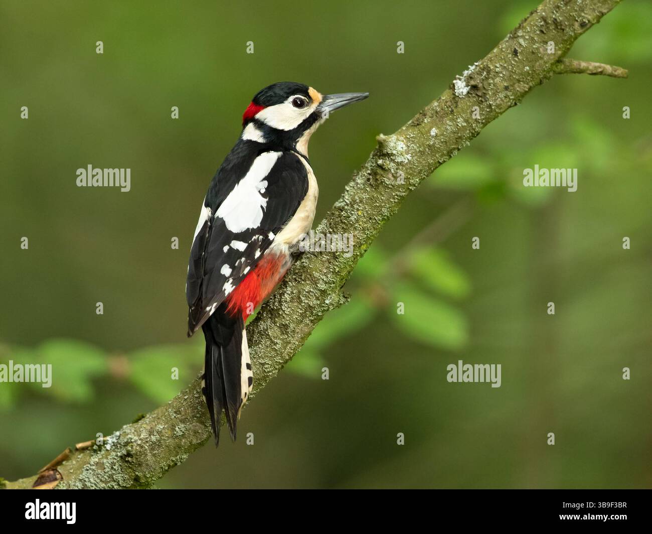 Great spotted woodpecker (Dendrocopos major) is a medium-sized ...