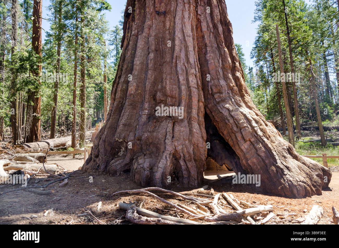 Foot of the trunk of a Sequoia redwood tree Stock Photo - Alamy