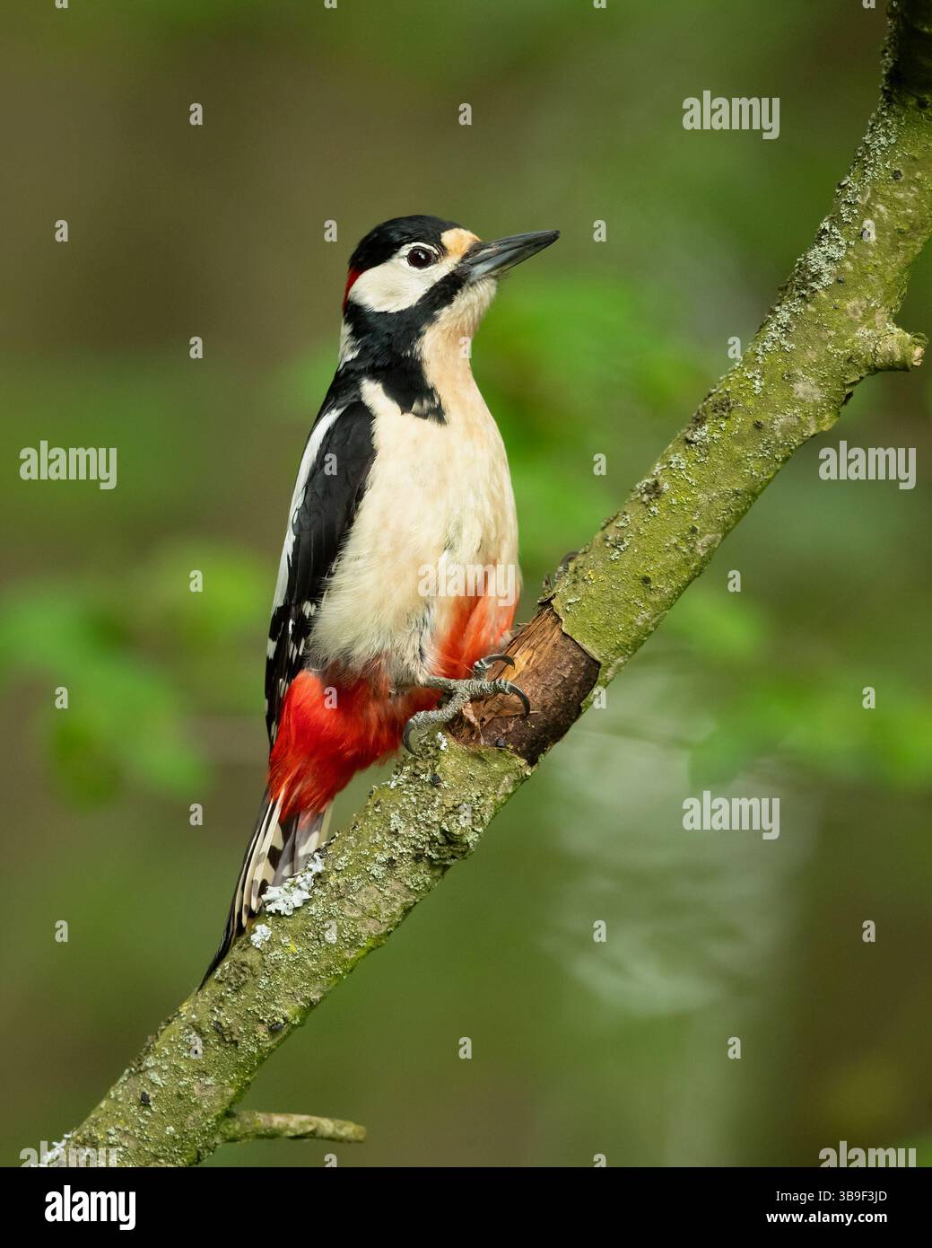 Great spotted woodpecker (Dendrocopos major) is a medium-sized ...