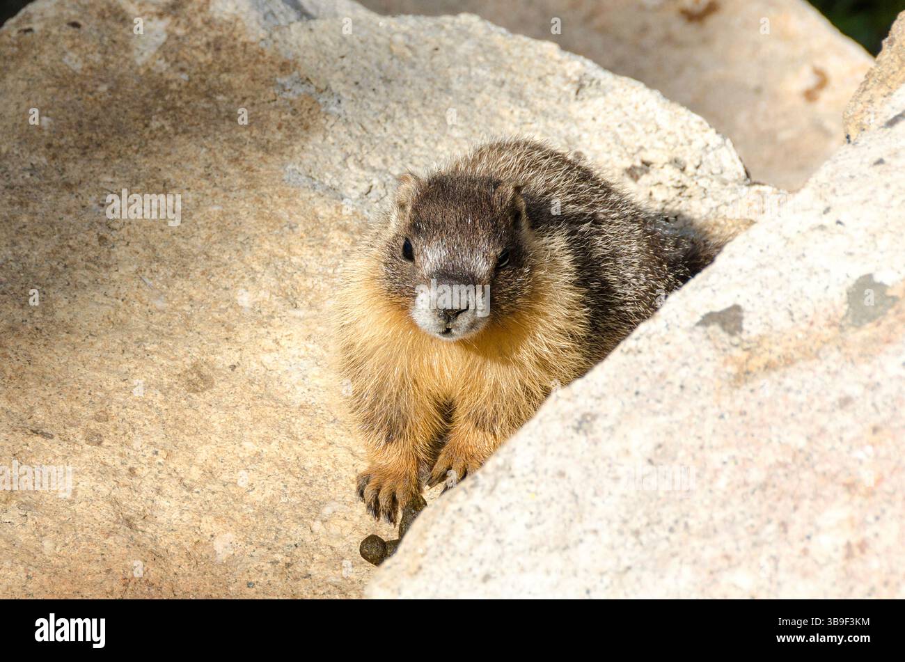 Yellow-bellied marmot in Yosemite National Park Stock Photo - Alamy