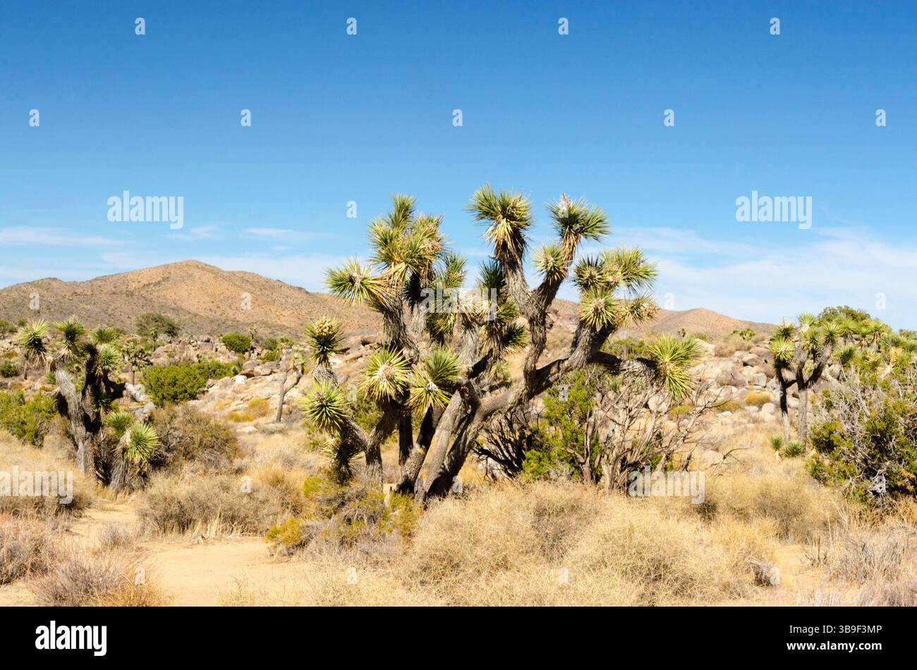 Joshua trees yucca palm hi-res stock photography and images - Alamy