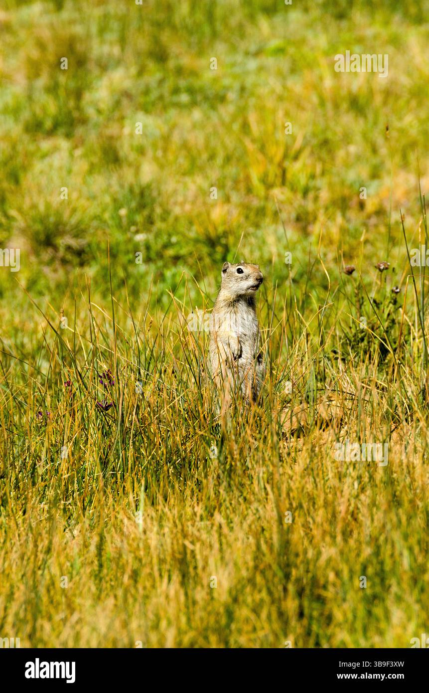 California gopher lookout hi-res stock photography and images - Alamy