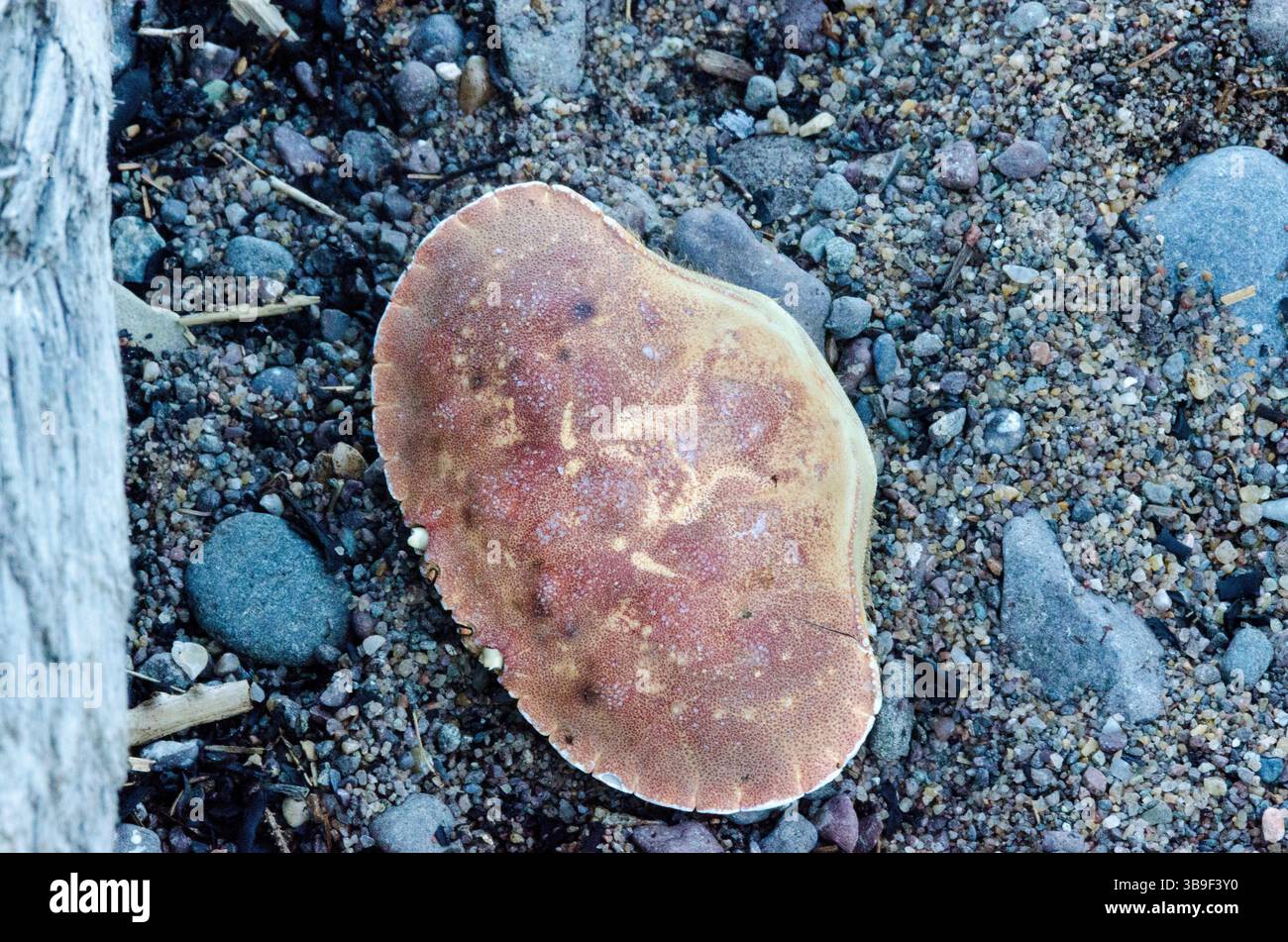 Jonah crab hi-res stock photography and images - Alamy