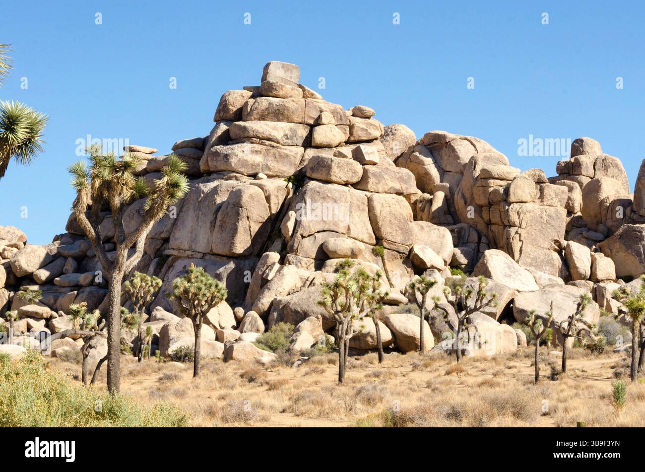 Joshua palm trees hi-res stock photography and images - Alamy