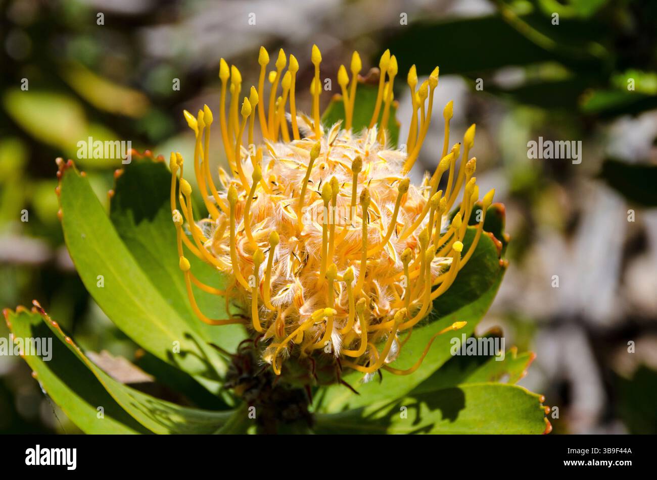 Yellow Leucospermum in the Santa Cruz Botanical Garden Stock Photo - Alamy