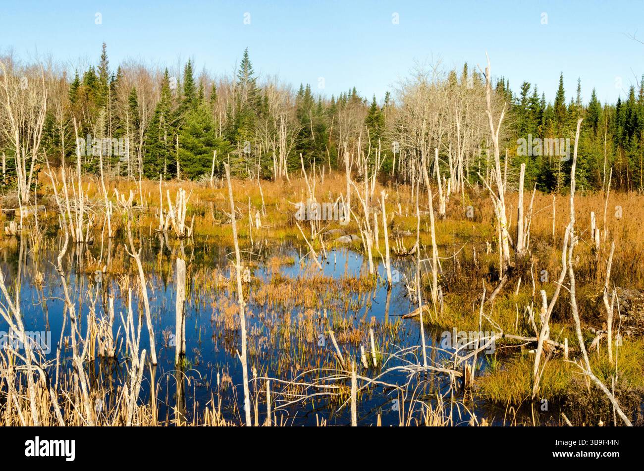 High moor in Nova Scotia Stock Photo - Alamy