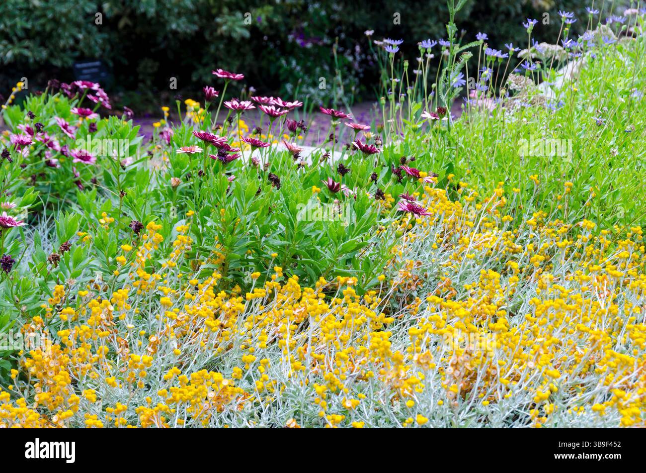 Aster weed hi-res stock photography and images - Alamy