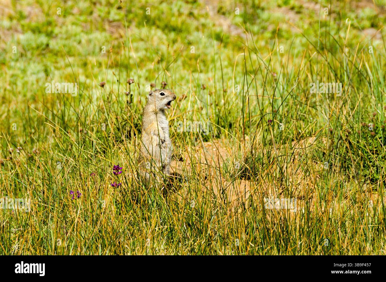 Screaming californian gopher hi-res stock photography and images - Alamy