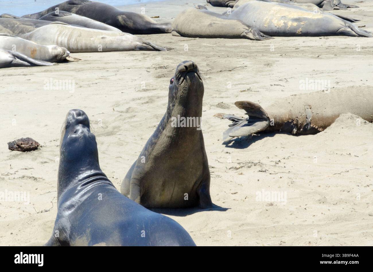 Sea elephants on beach hi-res stock photography and images - Alamy