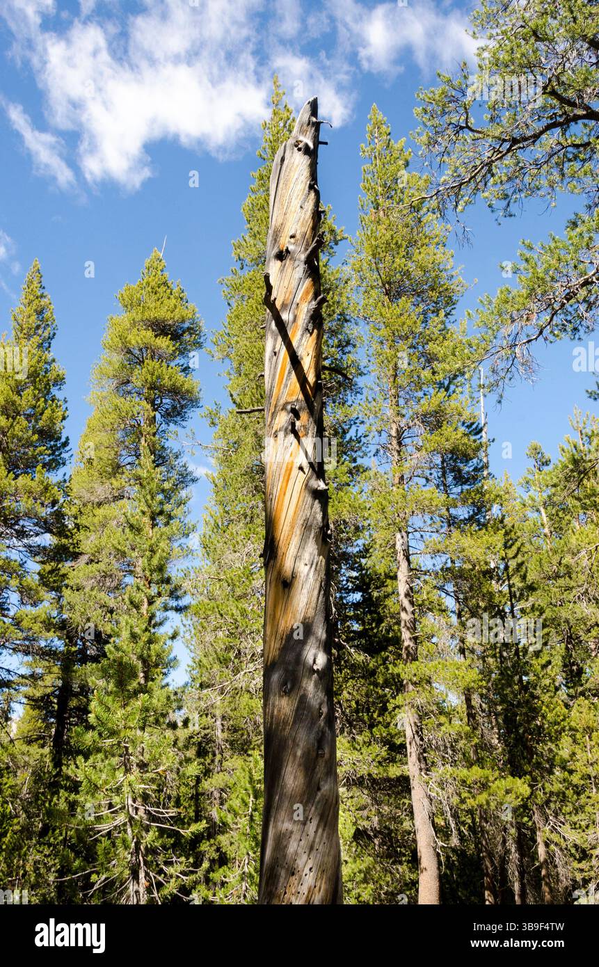 Interesting dead conifer trunk in Yosemite National Park Stock Photo ...