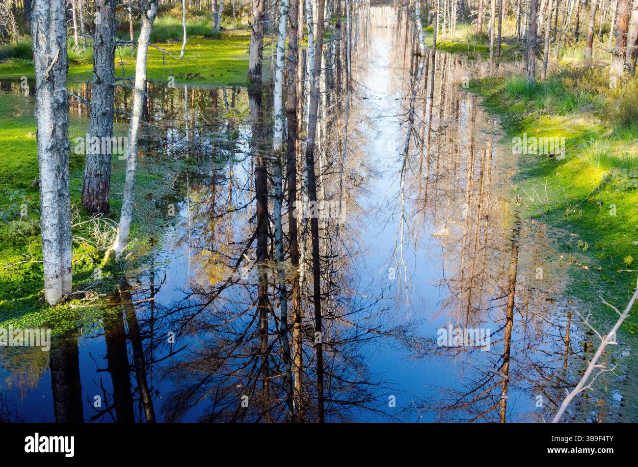 Symmetry in Lahemaa National Park Stock Photo - Alamy