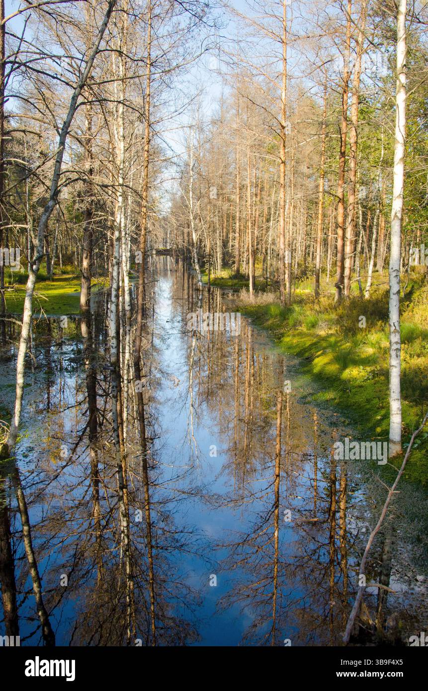 Natural symmetry in Lahemaa National Park Stock Photo - Alamy