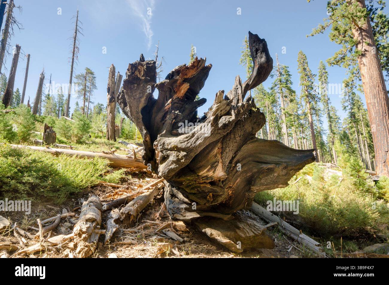 Root of a dead sequoia tree hi-res stock photography and images - Alamy