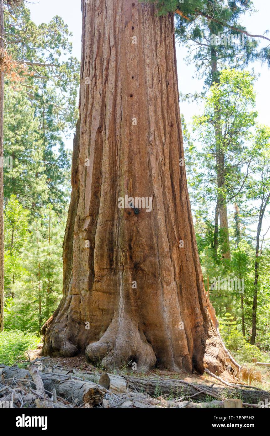 Foot and trunk of a Sequoia Stock Photo - Alamy
