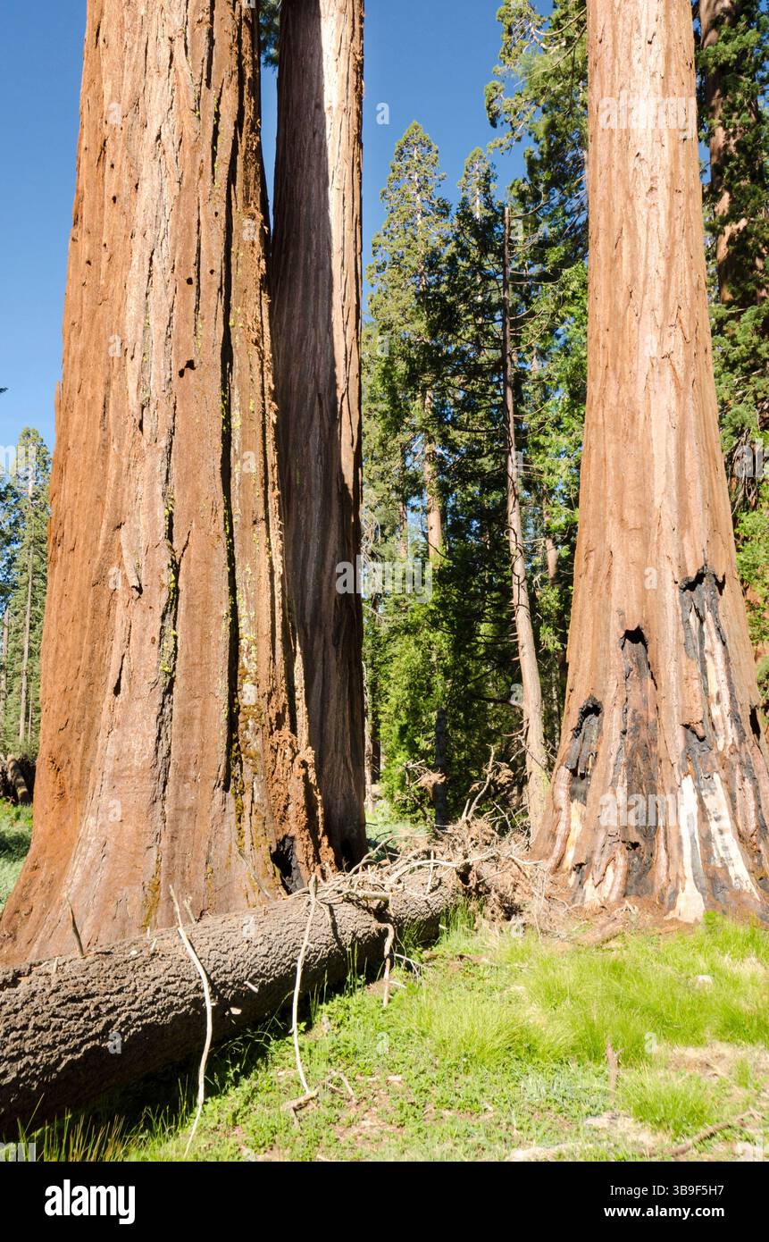 Tree trunks of Sequoia sequoias Stock Photo - Alamy