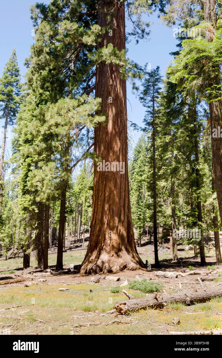 Mariposa grove sequoia trees hi-res stock photography and images - Alamy