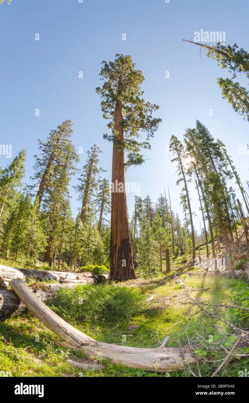 Tallest trees in the world - Sequoia Stock Photo - Alamy