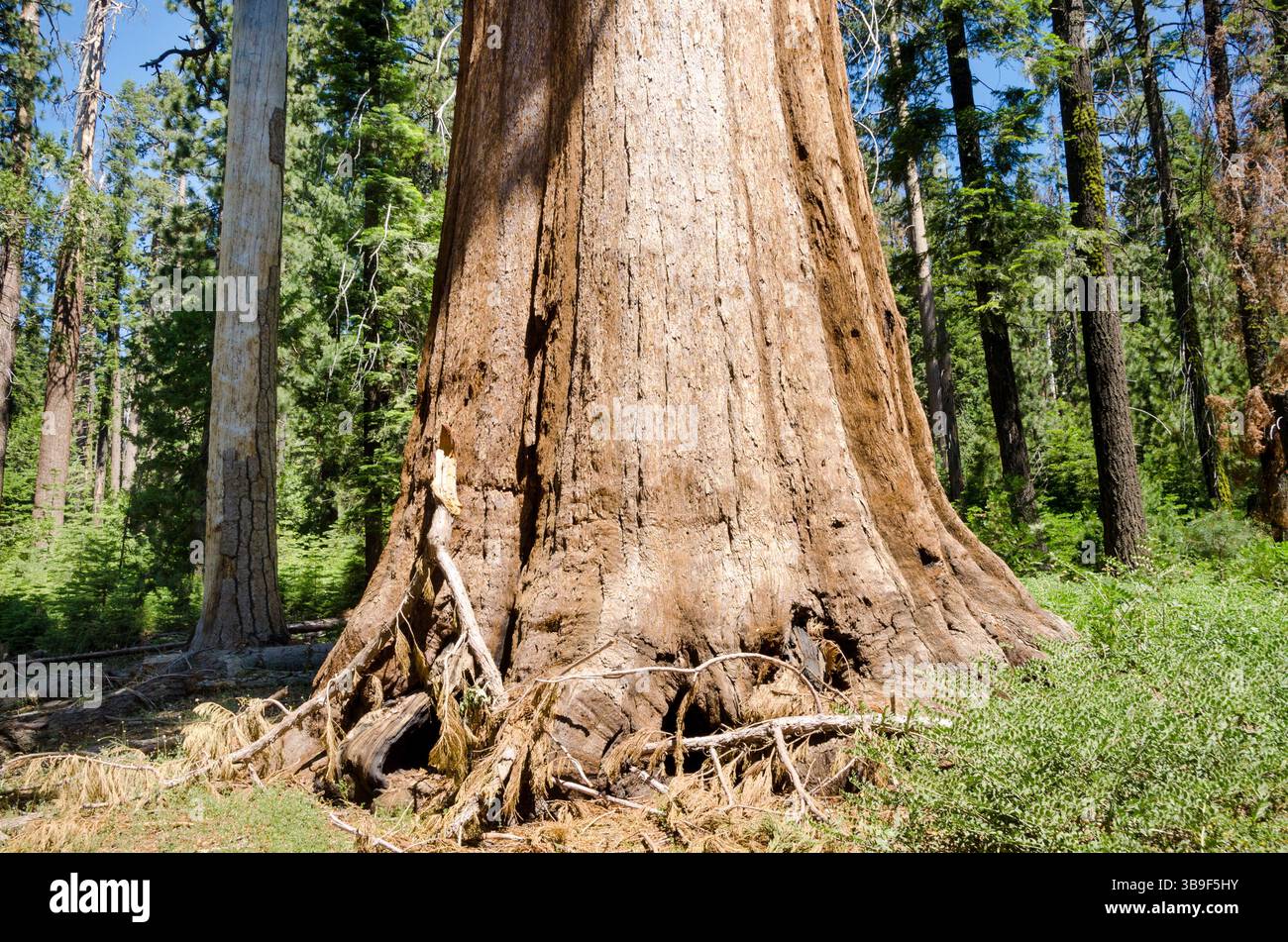 Impressive foot of a Sequoia Stock Photo - Alamy