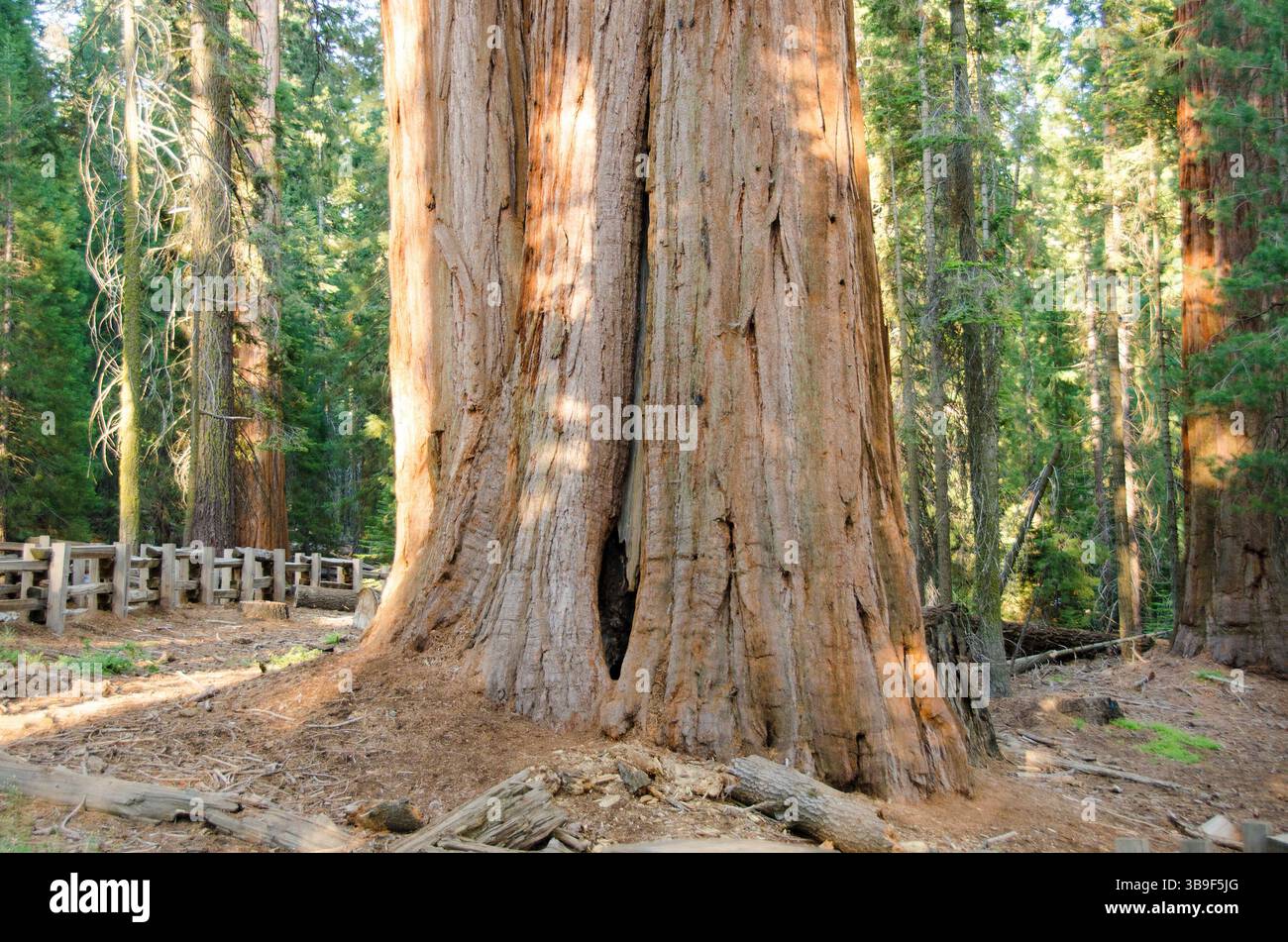 Massive Sequoia in Sequoia and Kings Canyon National Park Stock Photo ...