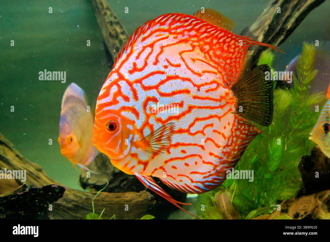 Portrait, close-up of a discus fish. Discus in an aquarium Stock Photo ...