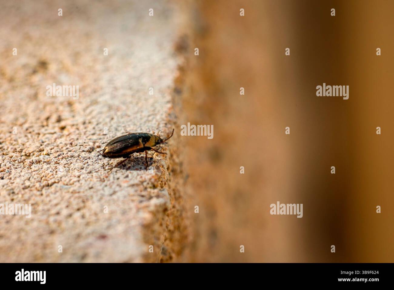 A small beetle walking over a stone wall Stock Photo - Alamy