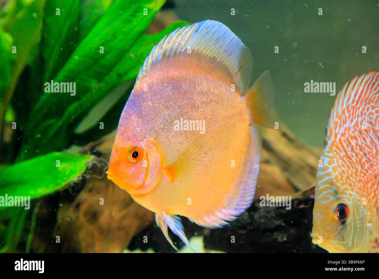 Portrait, close-up of a discus fish. Discus in aquarium Stock Photo - Alamy
