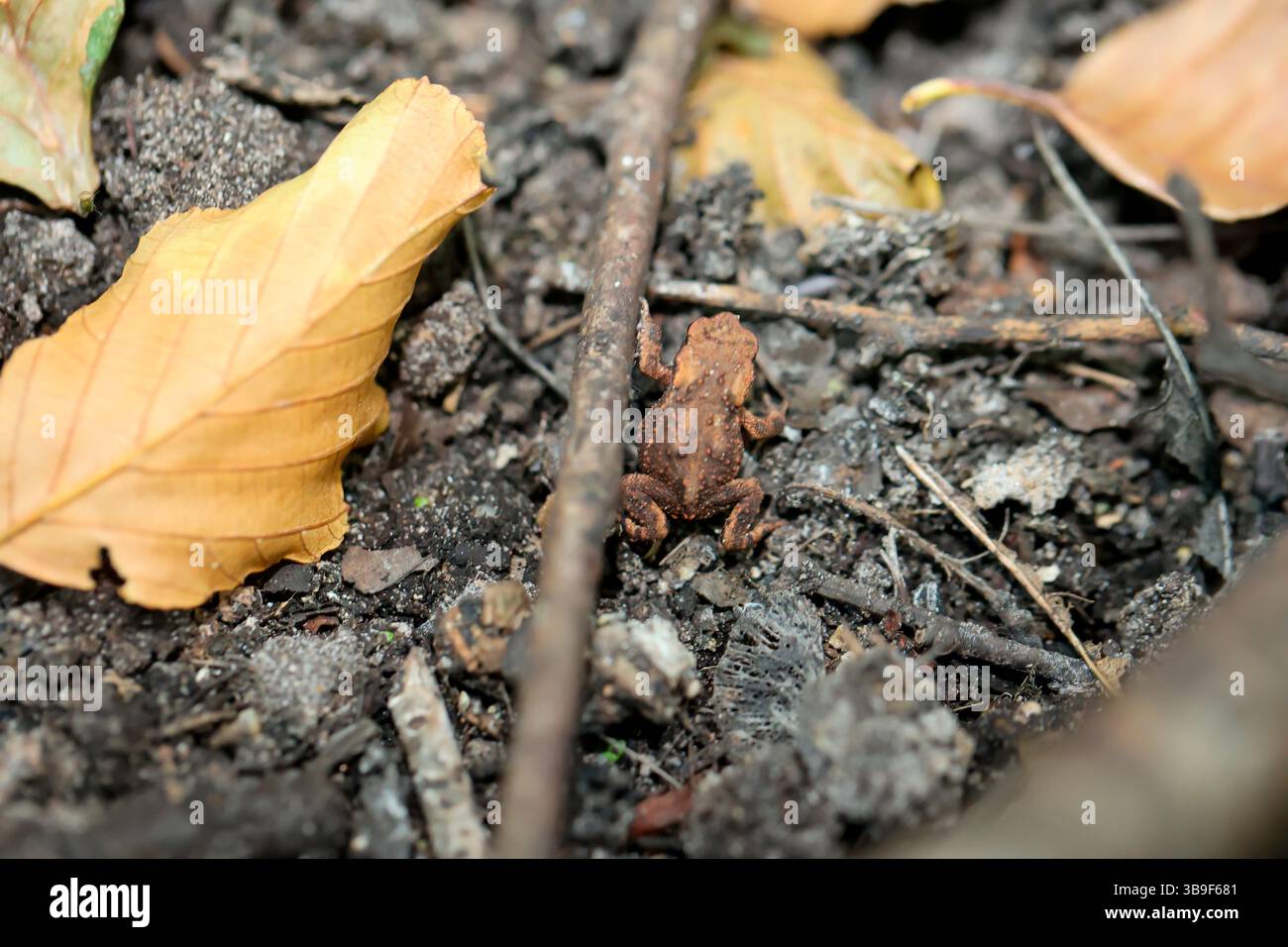 A small still young grass frog in an almost dry ditch Stock Photo - Alamy