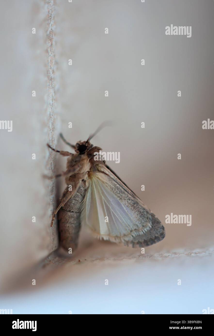 A moth on the wall of a house Stock Photo - Alamy