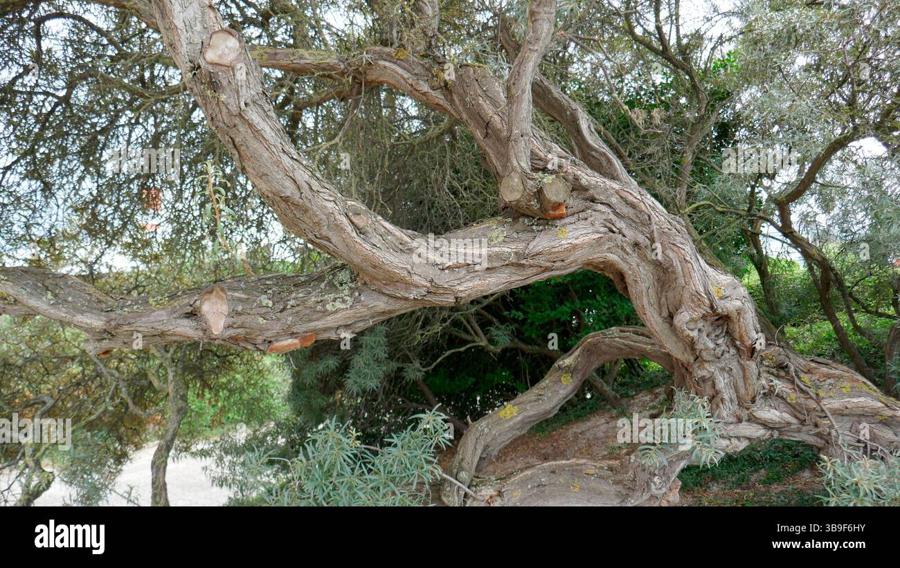 Old sea buckthorn bush Stock Photo - Alamy