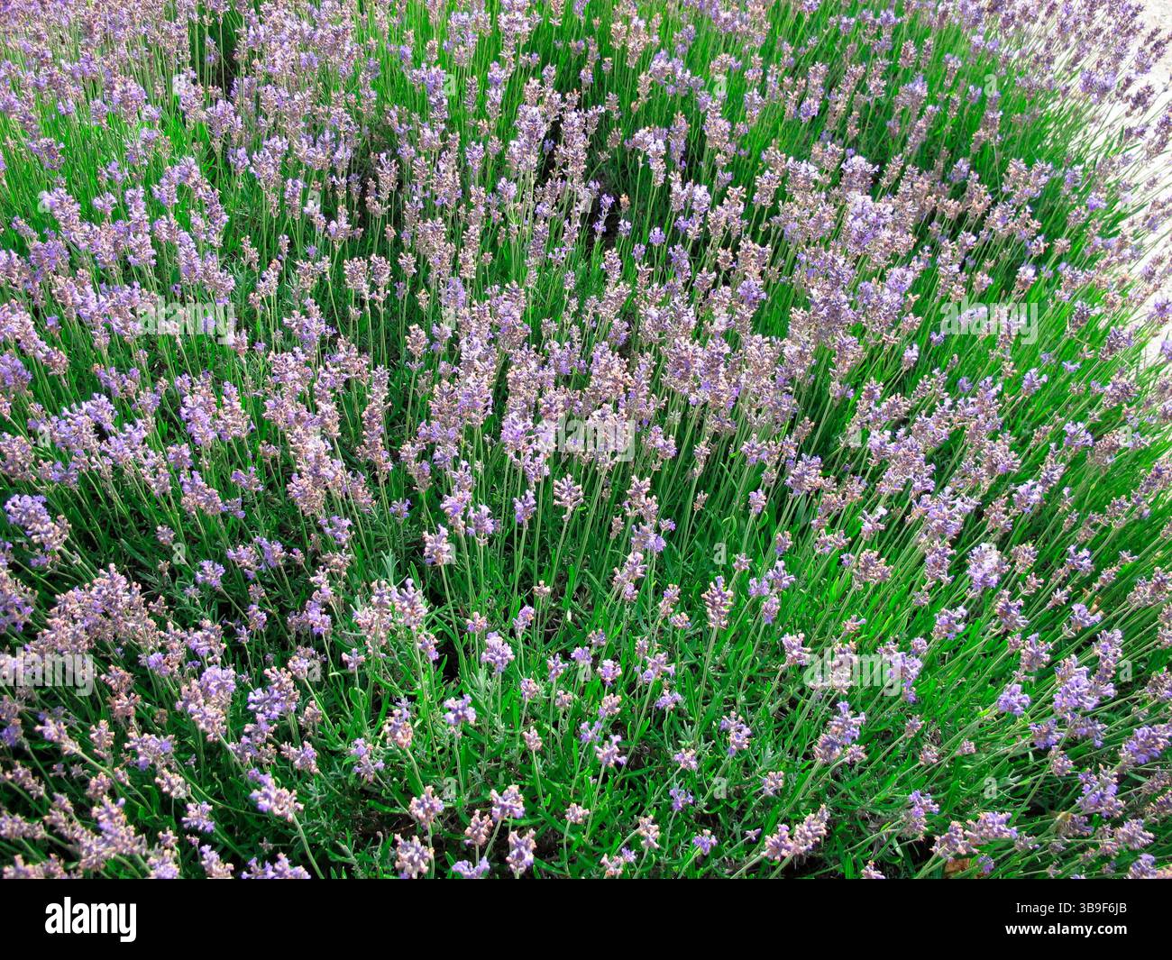 Almost faded lavender in a flower bed Stock Photo - Alamy