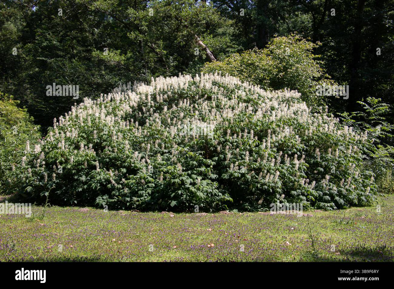 White flowers in bush hi-res stock photography and images - Alamy