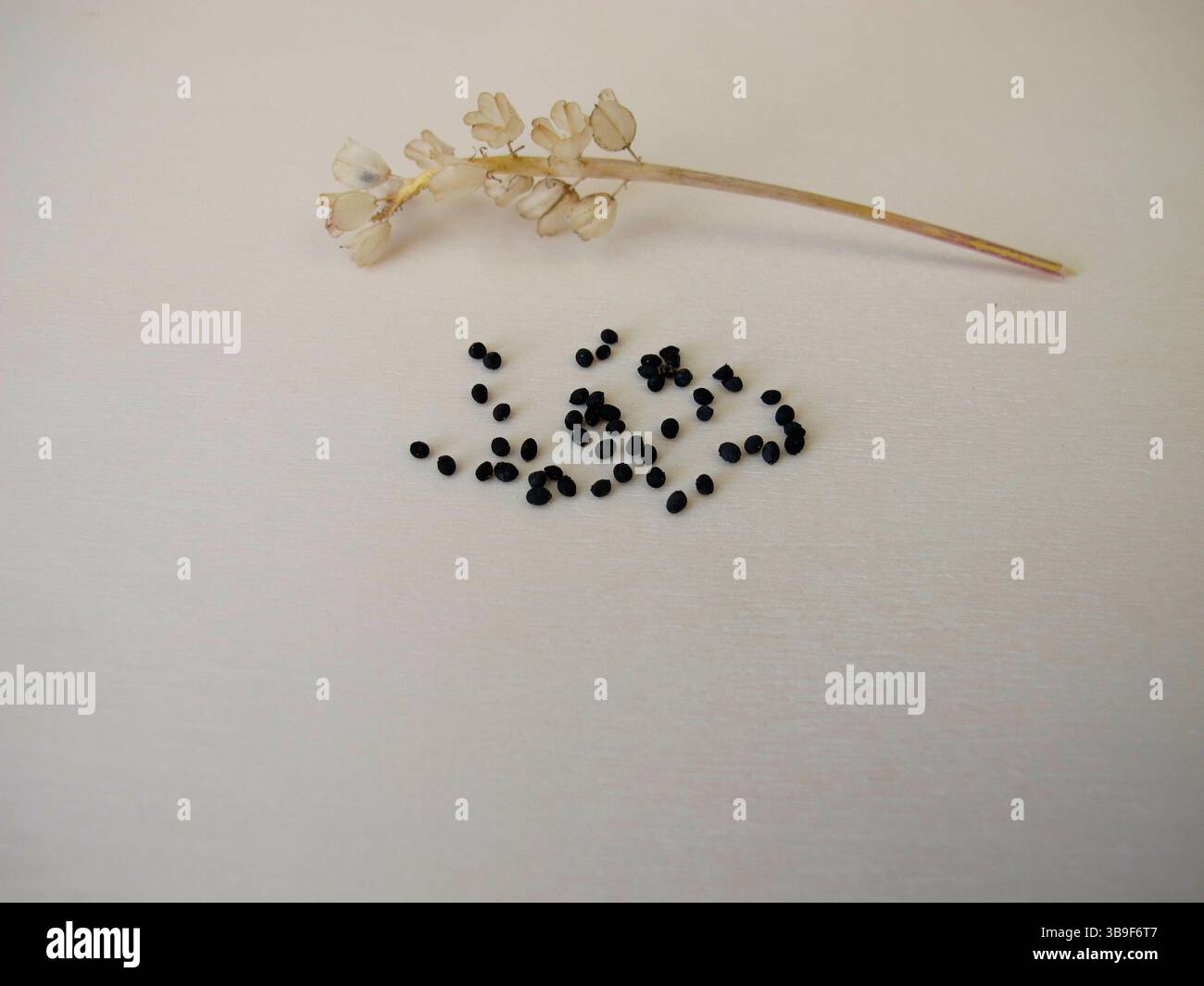 Black seeds of the Armenian grape hyacinth, Muscari armeniacum Stock ...