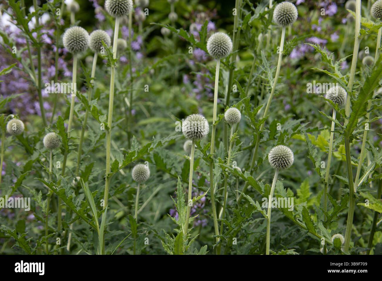 Thistle stems hi-res stock photography and images - Alamy