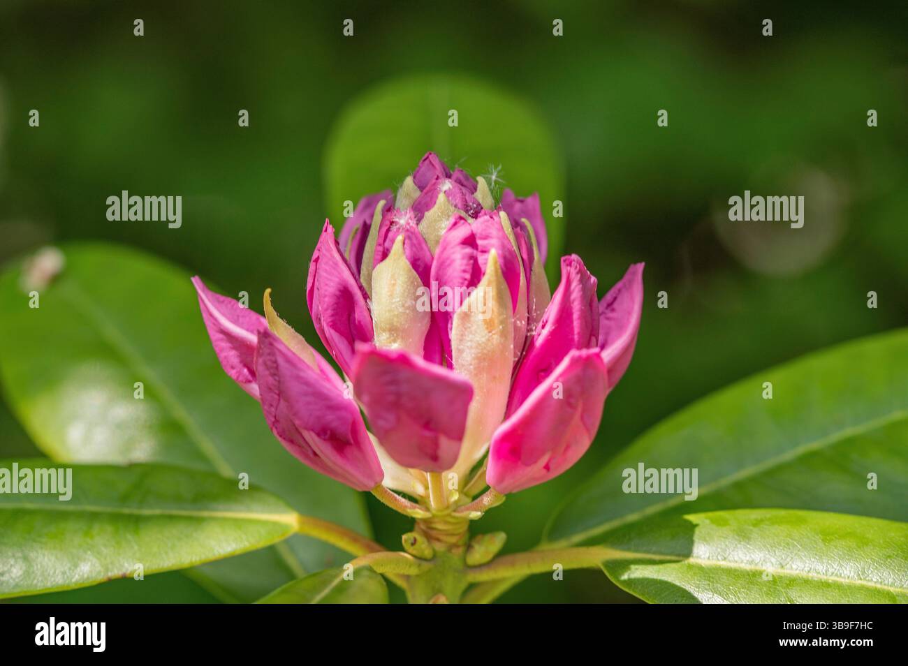 Bloom in your life hi-res stock photography and images - Alamy