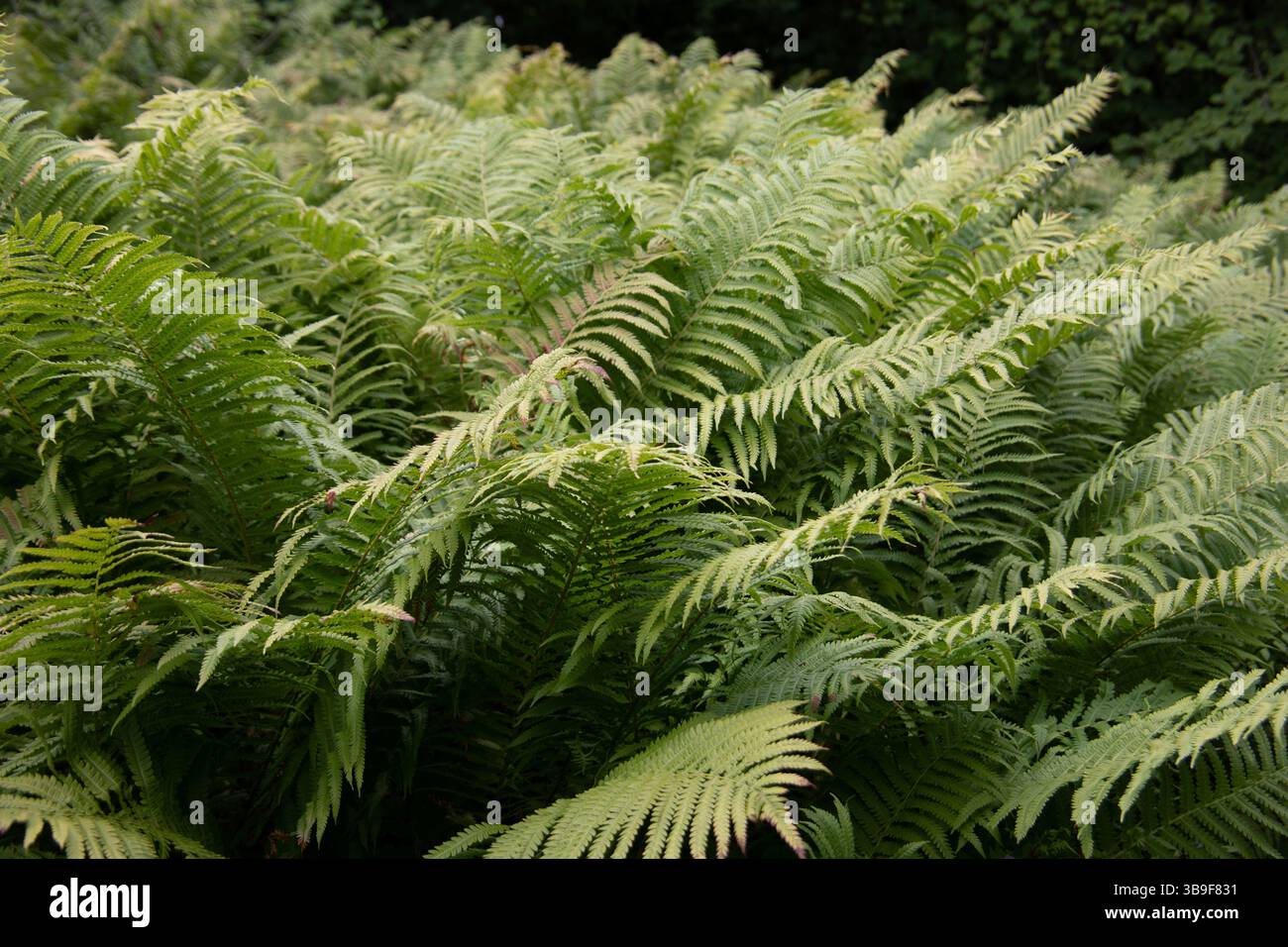 Eagle ferns cover the forest floor Stock Photo - Alamy