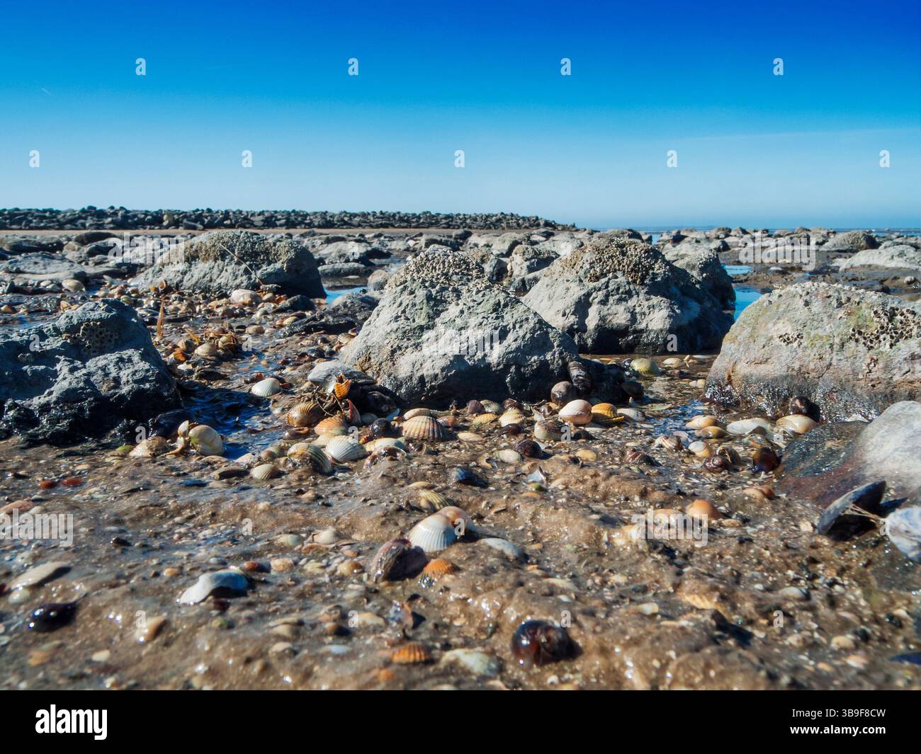 Shells and stones on the beach Stock Photo - Alamy