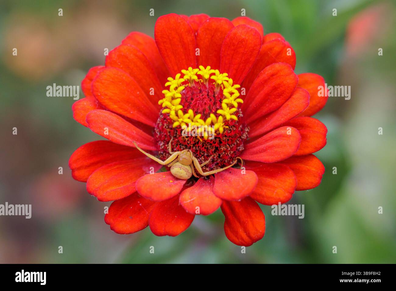 Crab spider (Misumenops callinurus) on a flower Stock Photo - Alamy