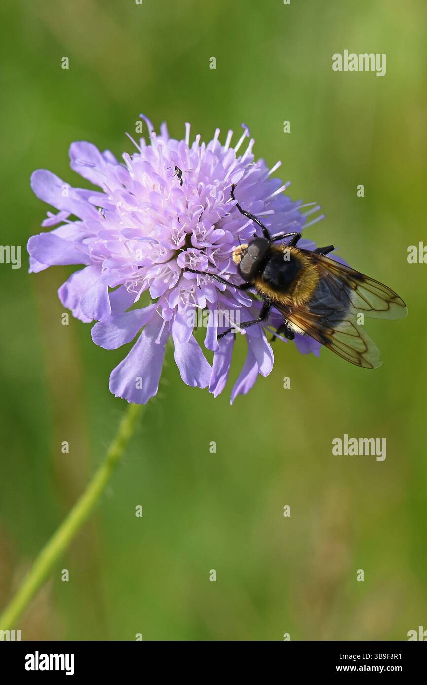 Bumblebee bee looking nectar hi-res stock photography and images - Alamy