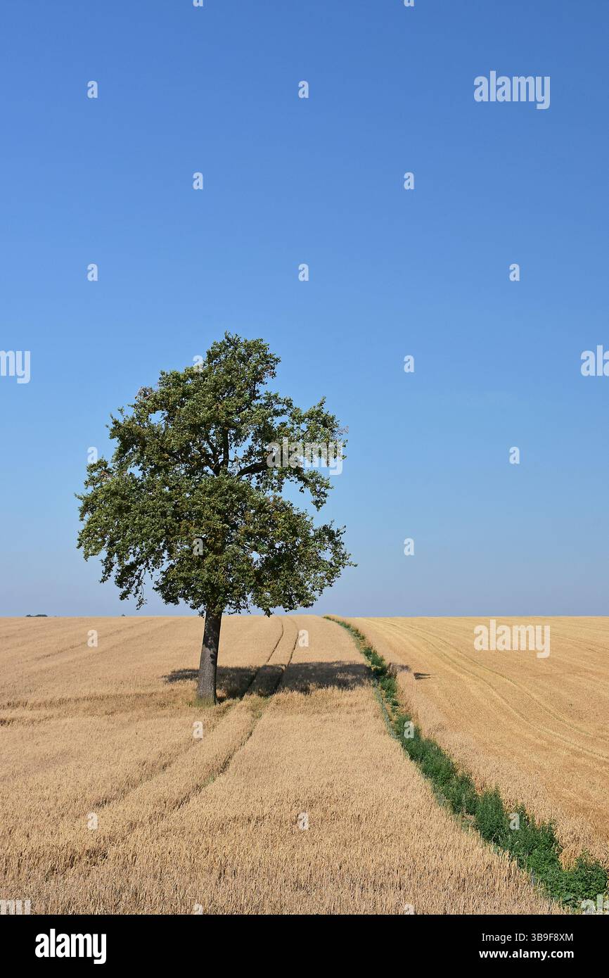 Cereal field with field margins in the Hallertau region Stock Photo - Alamy