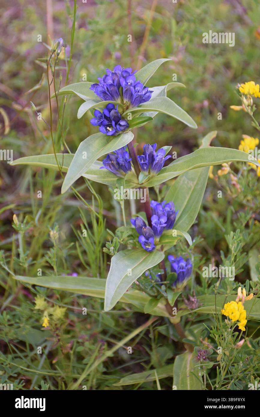 Cross-leaved gentian Gentiana cruciata Stock Photo - Alamy
