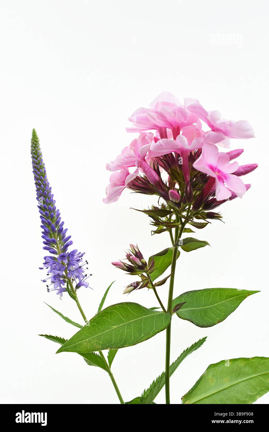 Speedwell and flame flower Stock Photo - Alamy