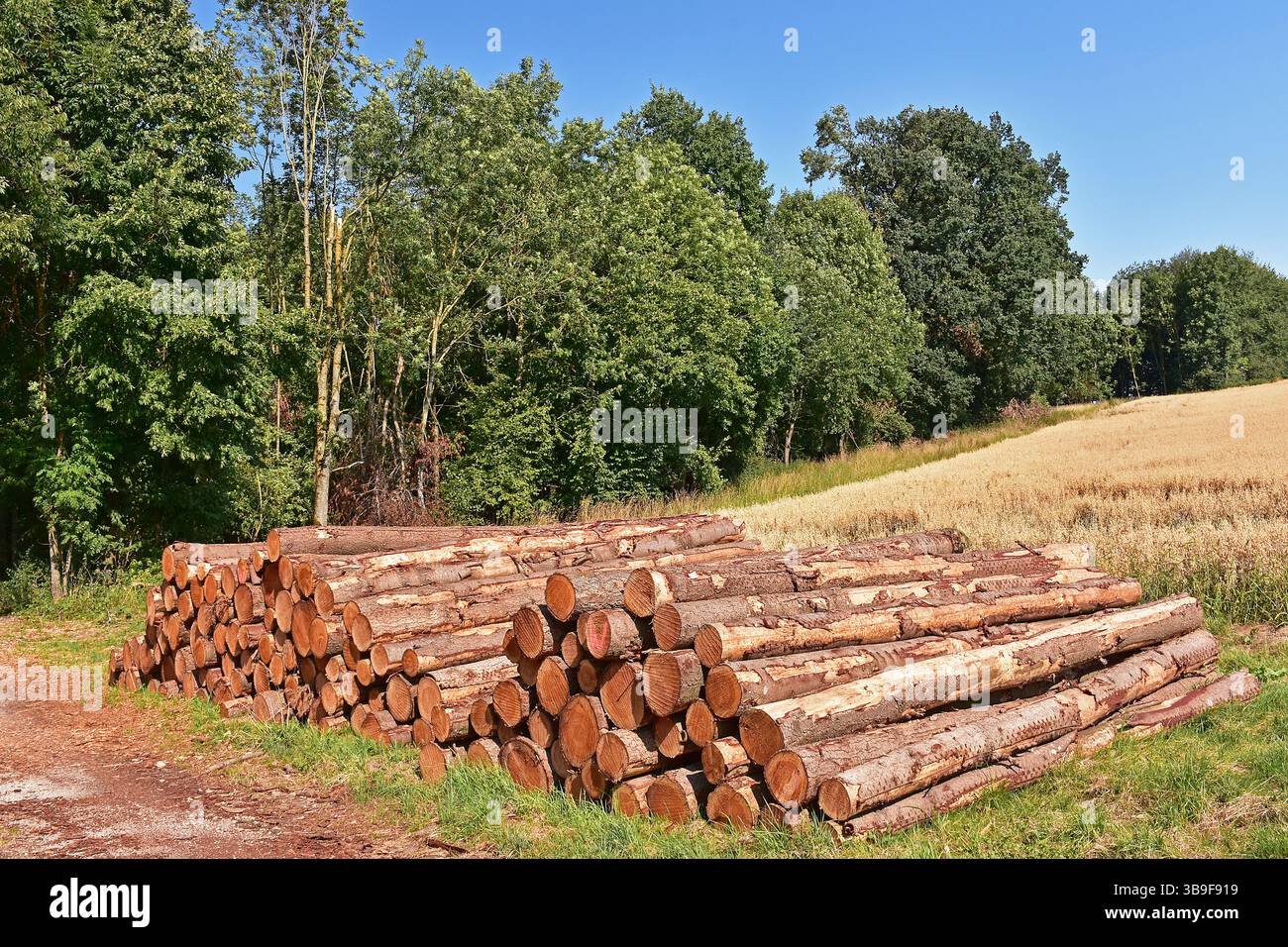 Wood trunks piled stacked hi-res stock photography and images - Alamy