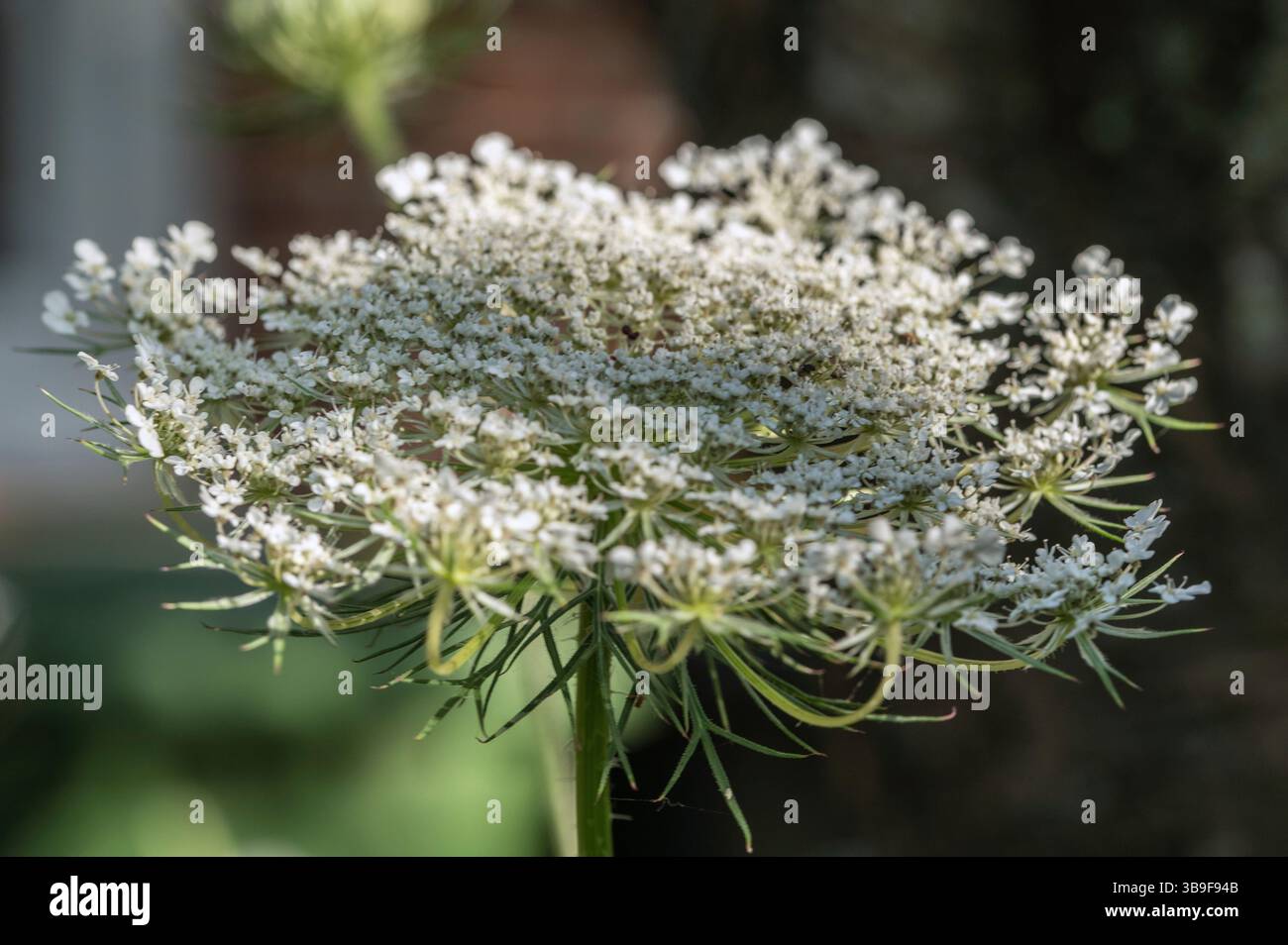 Common carrot in bloom Stock Photo - Alamy