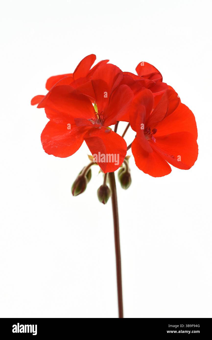 Geranium flower in white Cut Out Stock Images & Pictures - Alamy